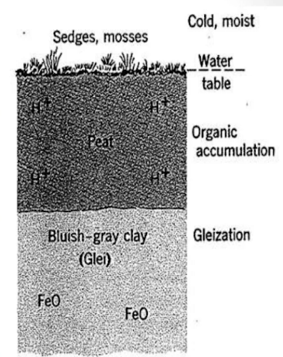 Gleization - Agriculture Notes