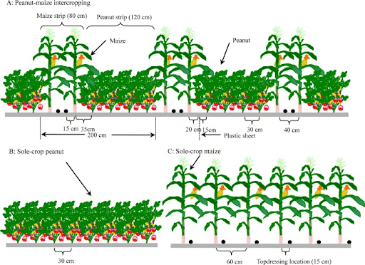 Sole Cropping - Agriculture Notes
