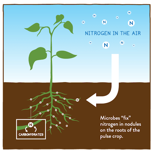 Nitrogen Fixers - Agriculture Notes