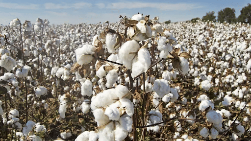 Cotton - Fibre Crop - Agriculture Notes