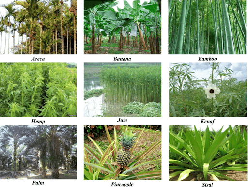 Fibre Crops - Agriculture Notes