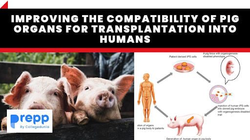 Improving The Compatibility Of Pig Organs For Transplantation Into Humans