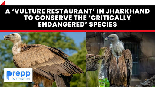 A ‘Vulture Restaurant’ In Jharkhand To Conserve The ‘Critically ...