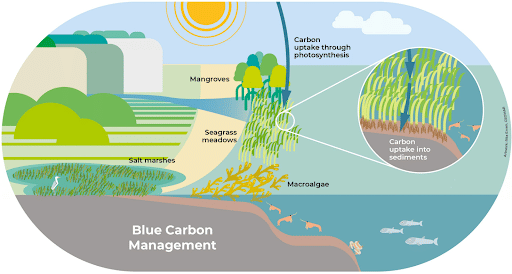 Blue Carbon - Environment Notes