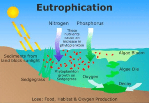Natural Eutrophication - Environment Notes