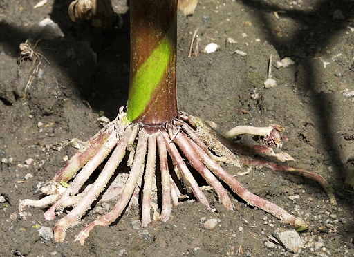Fibrous Root System - Agriculture Notes