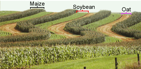 Strip Intercropping - Agriculture Notes