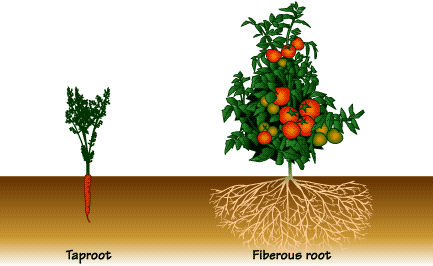 Storage Roots - Environment Notes