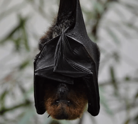 Wroughton’s Free-Tailed Bat: A Rare Discovery in Delhi