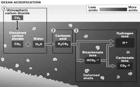 Ocean Acidification - Environment Notes