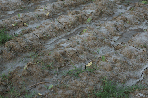 Salinization - Agriculture Notes