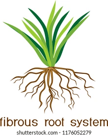 Fibrous Root System - Agriculture Notes