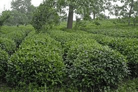 Cash Crops - Agriculture Notes