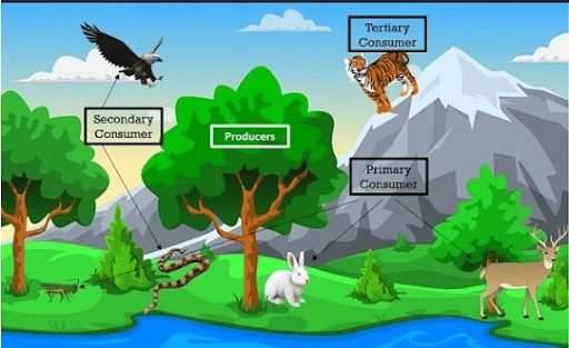 Environmental Ecology - Environment Notes