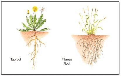 Classification Based on Root System - Agriculture Notes