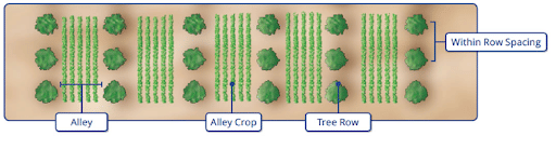 Alley Cropping - Agriculture Notes