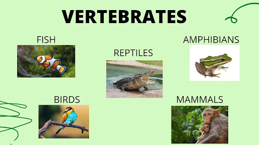 Fauna - Indian Biodiversity Diverse Landscape - Environment Notes