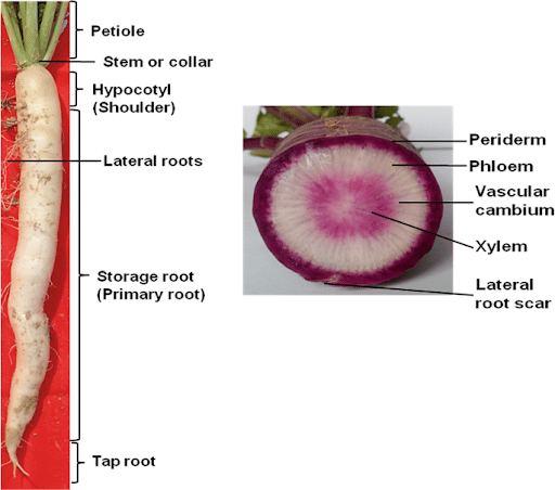 Storage Roots - Environment Notes