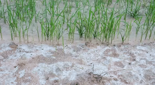 Saline Soils - Agriculture Notes