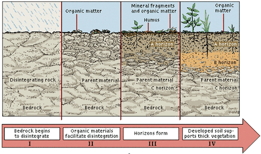 Soil Formation Processes - Geography notes