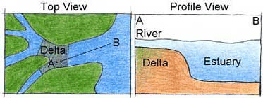 Estuary Ecosystem - Environment Notes