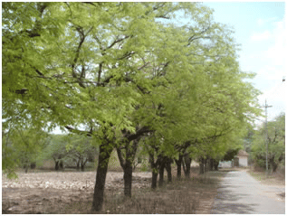 Extension Forestry - Environment Notes