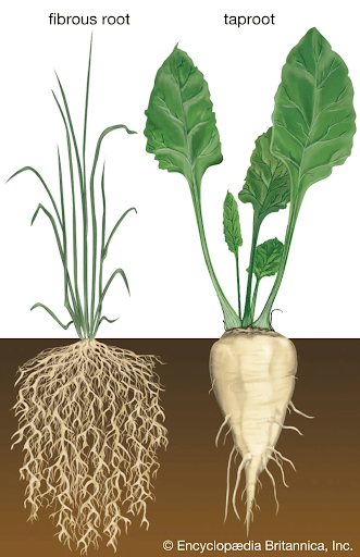 Tap Root System - Agriculture Notes