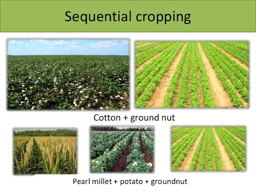 Sequential Cropping - Agriculture Notes