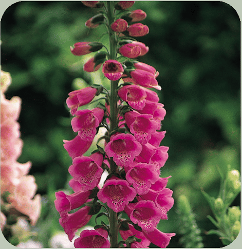 Biennial Crops - Agriculture Notes