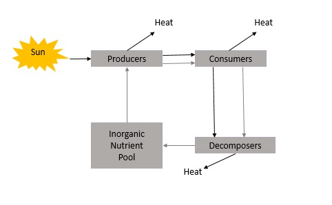 Energy Flow - Environment Notes