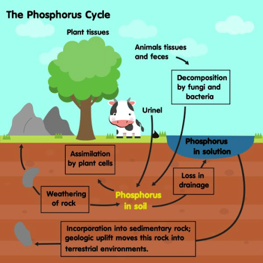 Calcium Cycle Diagram