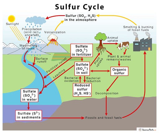Sulphur Cycle - Environment Notes