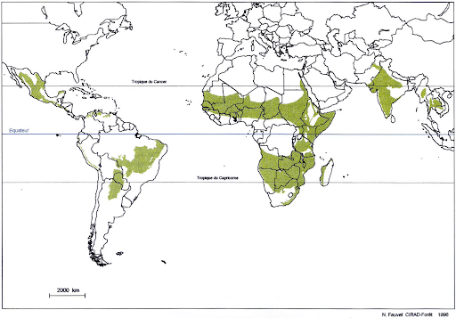 Tropical Seasonal Forests - Environment Notes