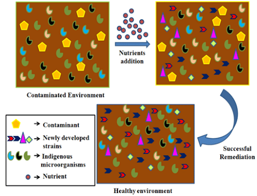 Bioaugmentation - In-situ Bioremediation Technique - Environment Notes