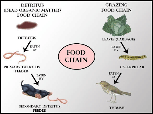 Food Chain - Environment Notes