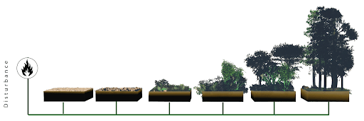 Secondary Succession - Environment Notes