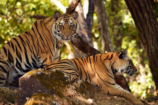 Protected Areas – Environment Notes
