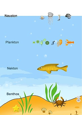 Benthos - Environment Notes