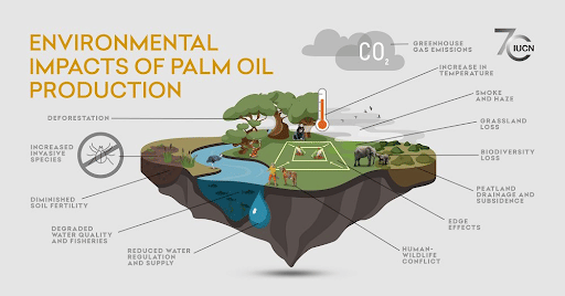 Environmental Impacts of Palm Oil Production- Environment Notes