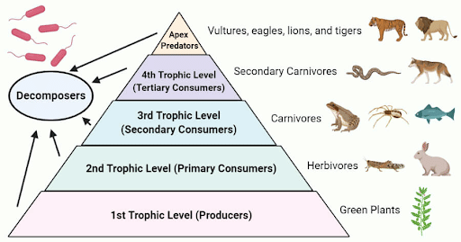 Micro Consumers - Saprotrophs (Decomposers or Osmotrophs) - Environment ...