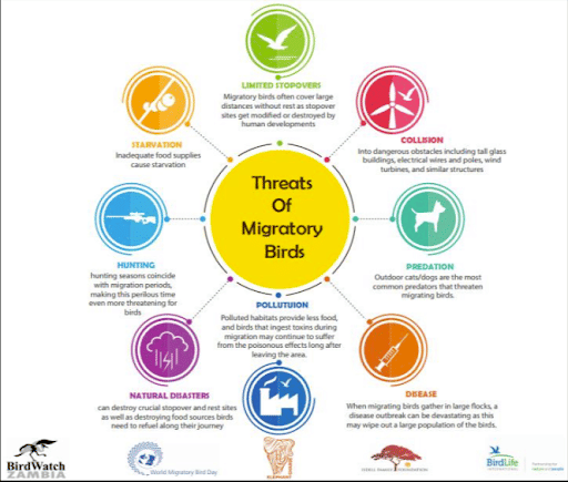 Bird’s Migration - Environment Notes