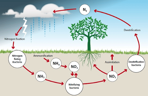 Nutrient Cycling - Environment Notes
