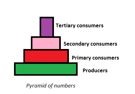 Ecological Pyramids - Environment Notes