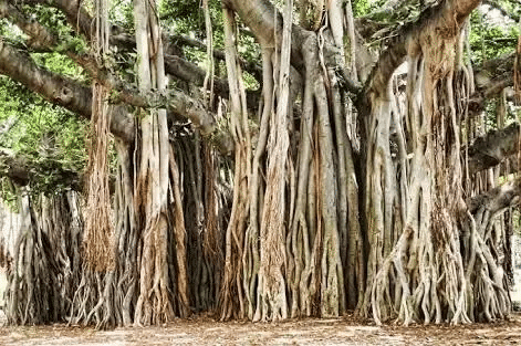 Root Types - Environment Notes