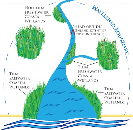 Classification of Wetlands - Environment Notes