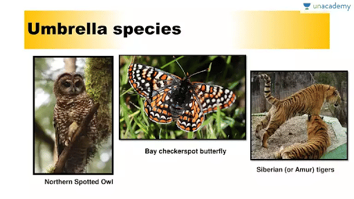 Umbrella Species - Environment Notes