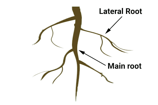 Root Types - Environment Notes