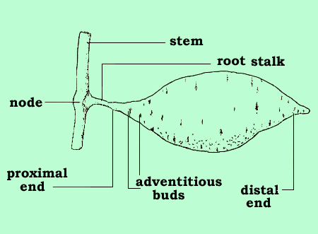 Storage Roots - Environment Notes