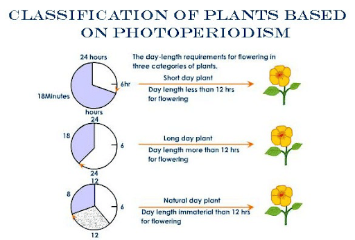 Classification Based on Length of Photoperiod Required for Floral ...