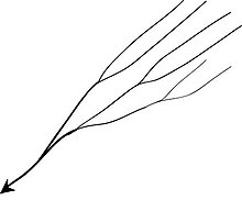 Parallel Drainage Pattern - Geography Notes